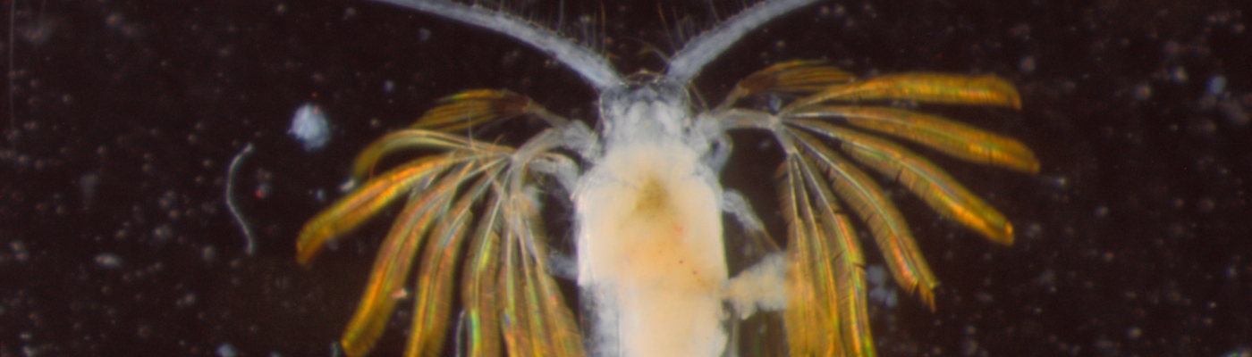 Investigating the Influence of Microplastics (and contaminants) on the ...